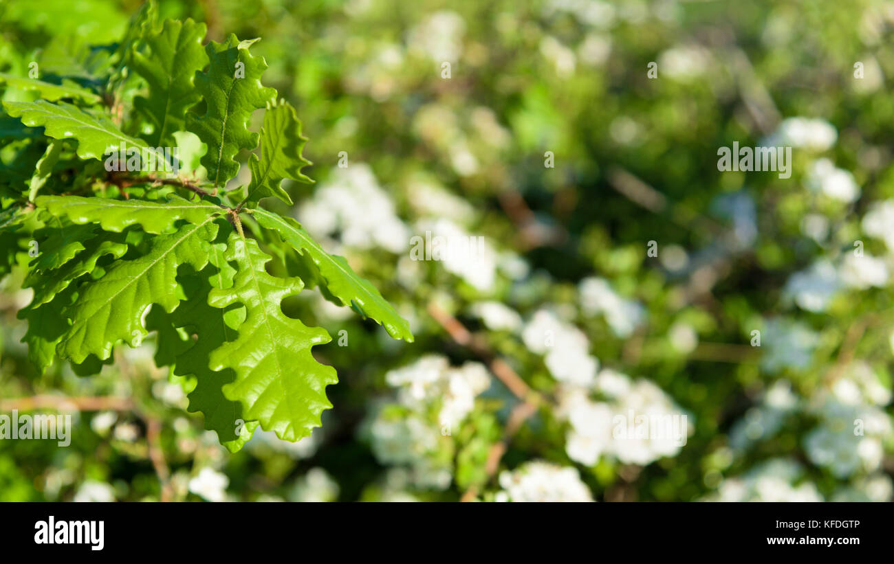 White oak tree flowers hi-res stock photography and images - Alamy