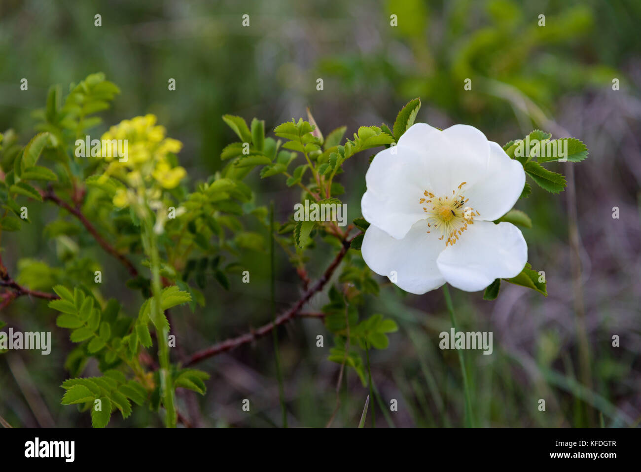 Wild white Rose closeup Stock Photo - Alamy