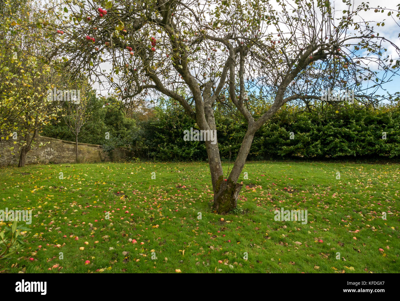 Bare apple tree in garden with a few apples left on the tree after ...