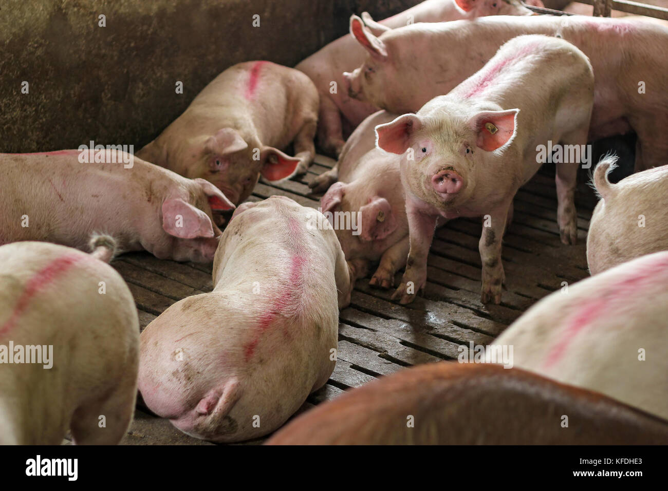 Pig farming hi-res stock photography and images - Alamy