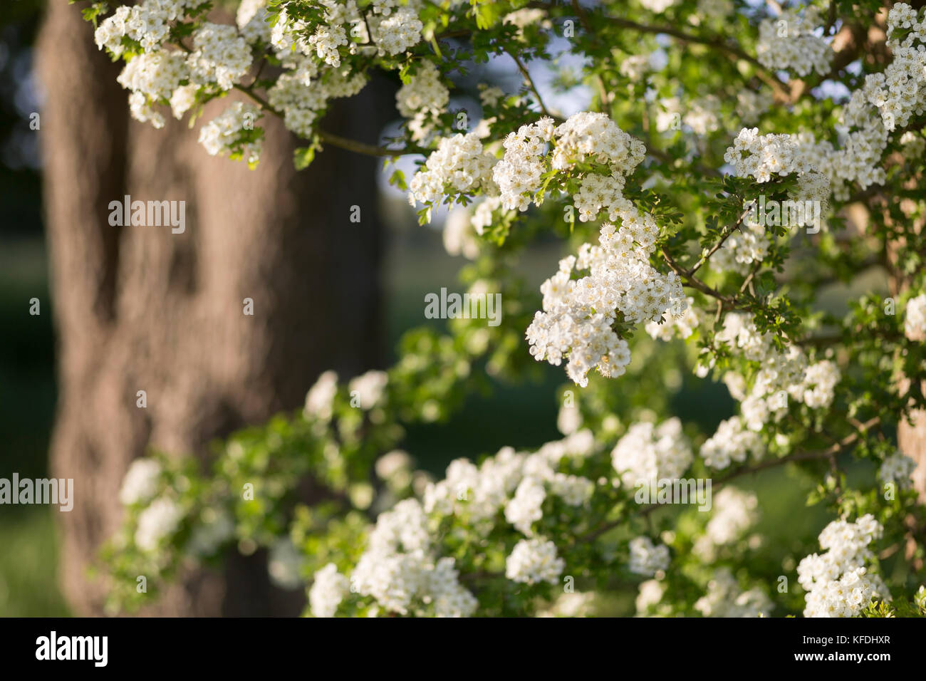Hawthorn tree blossom hi-res stock photography and images - Alamy