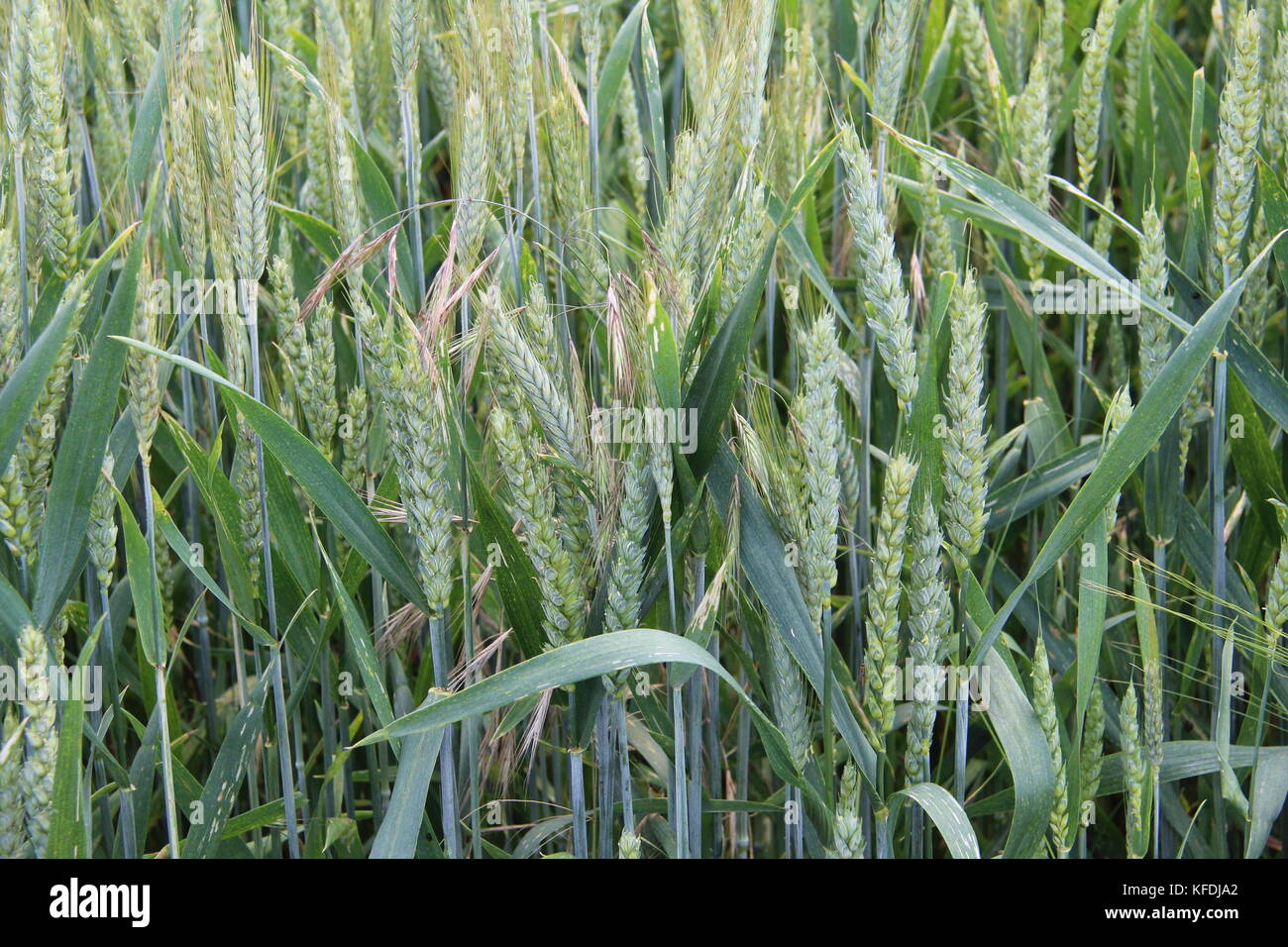 Agriculture / Harvest / Spikes in the field Stock Photo - Alamy