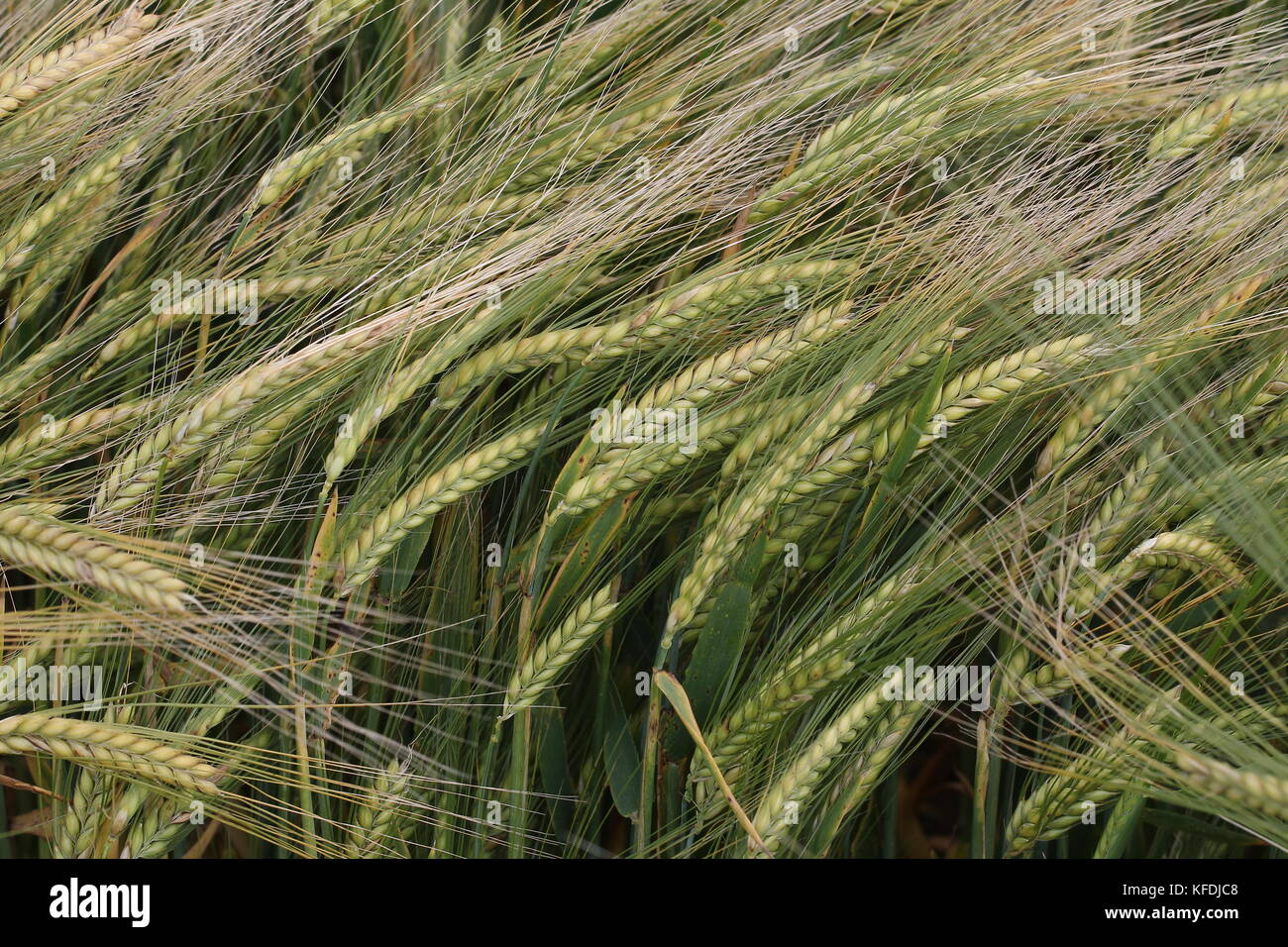 Agriculture / Harvest / Spikes in the field Stock Photo - Alamy