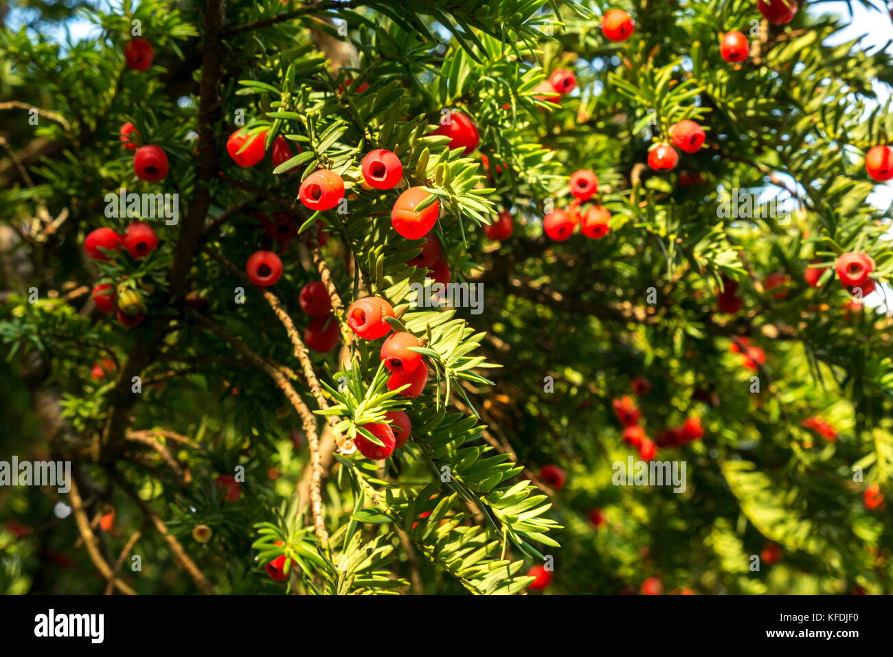 Close up of yew tree branches with red berries in sunshine, Taxus ...