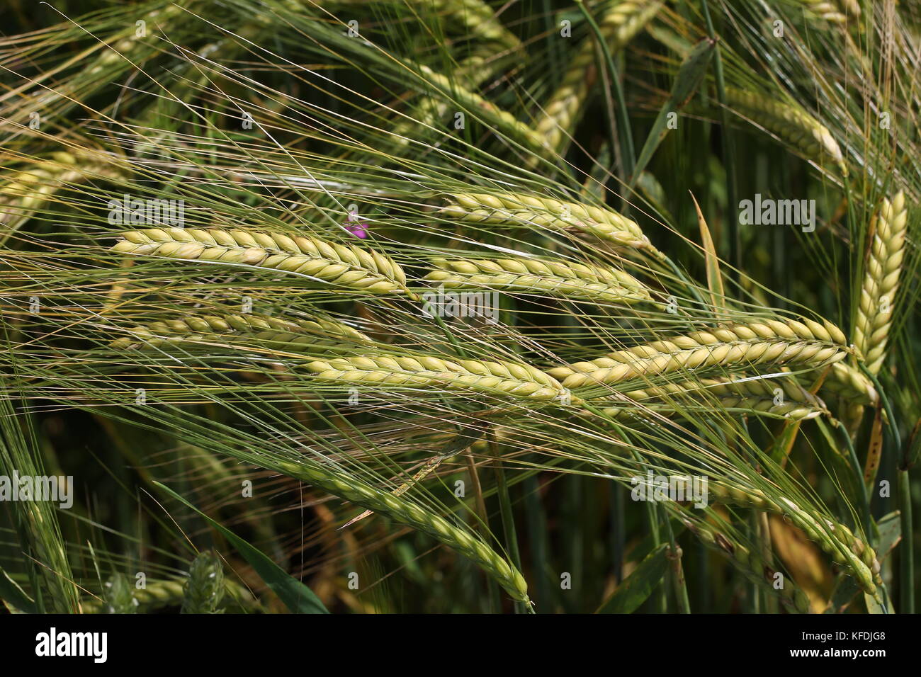 Agriculture / Harvest / Spikes in the field Stock Photo - Alamy