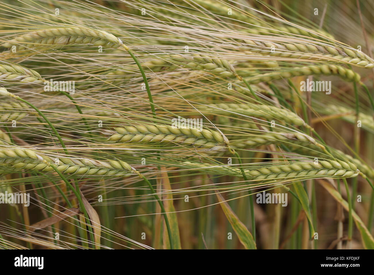 Agriculture / Harvest / Spikes in the field Stock Photo - Alamy