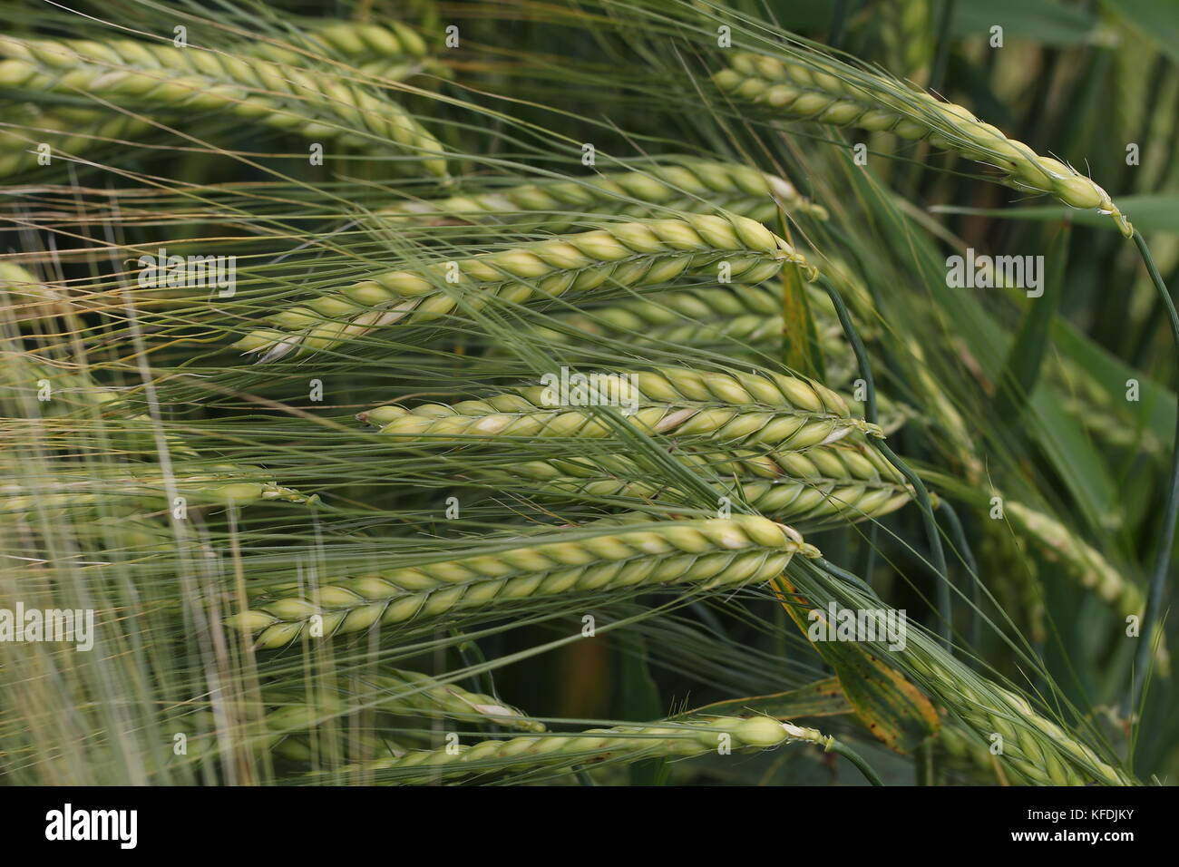 Agriculture / Harvest / Spikes in the field Stock Photo - Alamy