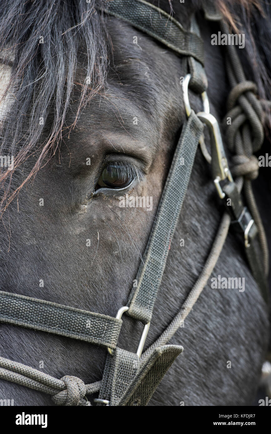 Shire horse head hi-res stock photography and images - Alamy