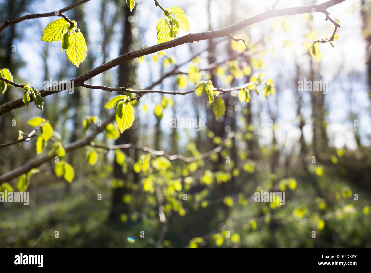Hazel woodland hi-res stock photography and images - Alamy