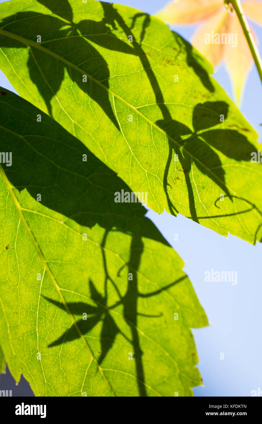 Creeper Leaf silhouette Stock Photo - Alamy