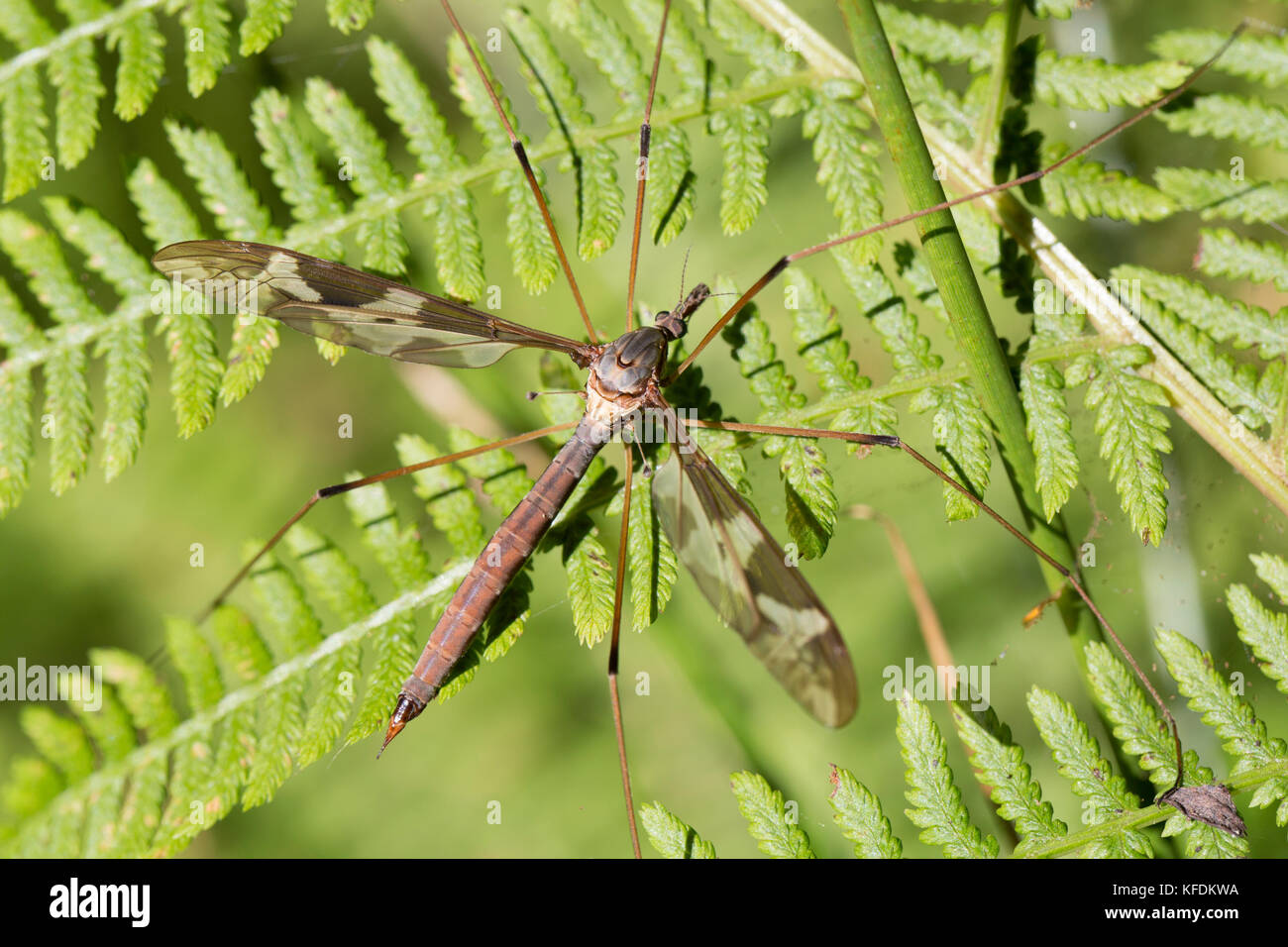 True crane flies hi-res stock photography and images - Alamy