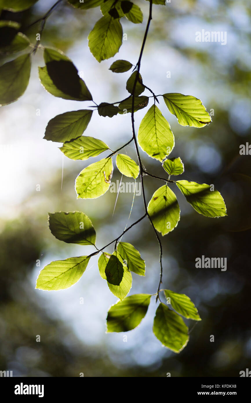 Late summer beach leaves Stock Photo - Alamy