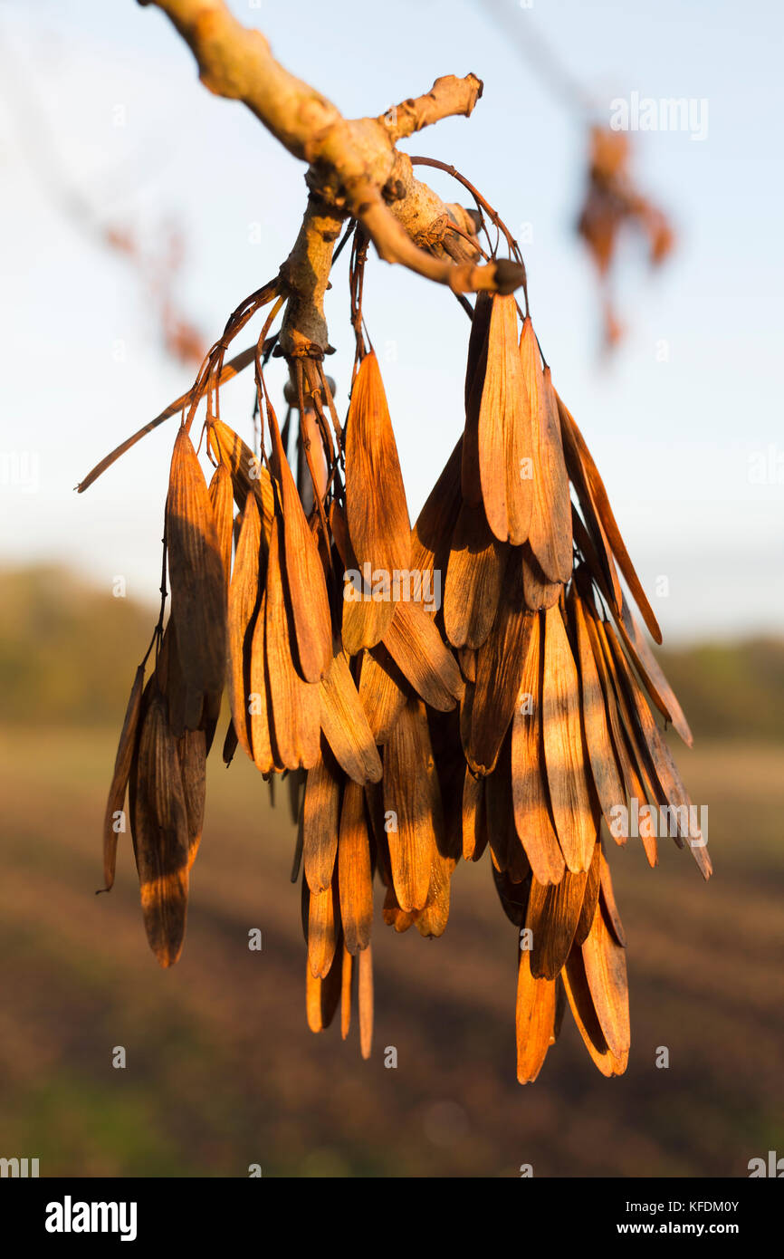 Ash Keys High Resolution Stock Photography and Images - Alamy