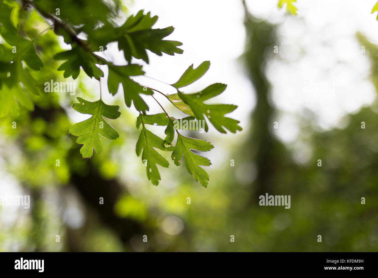 Hawthorn leaves hi-res stock photography and images - Alamy