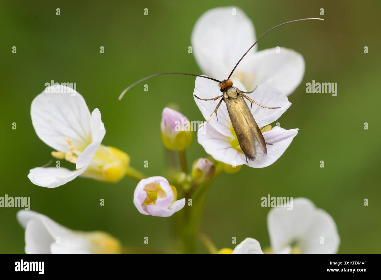 Fairy longhorn moth - Cauchas rufimitrella on Cuckoo Flower Stock Photo ...