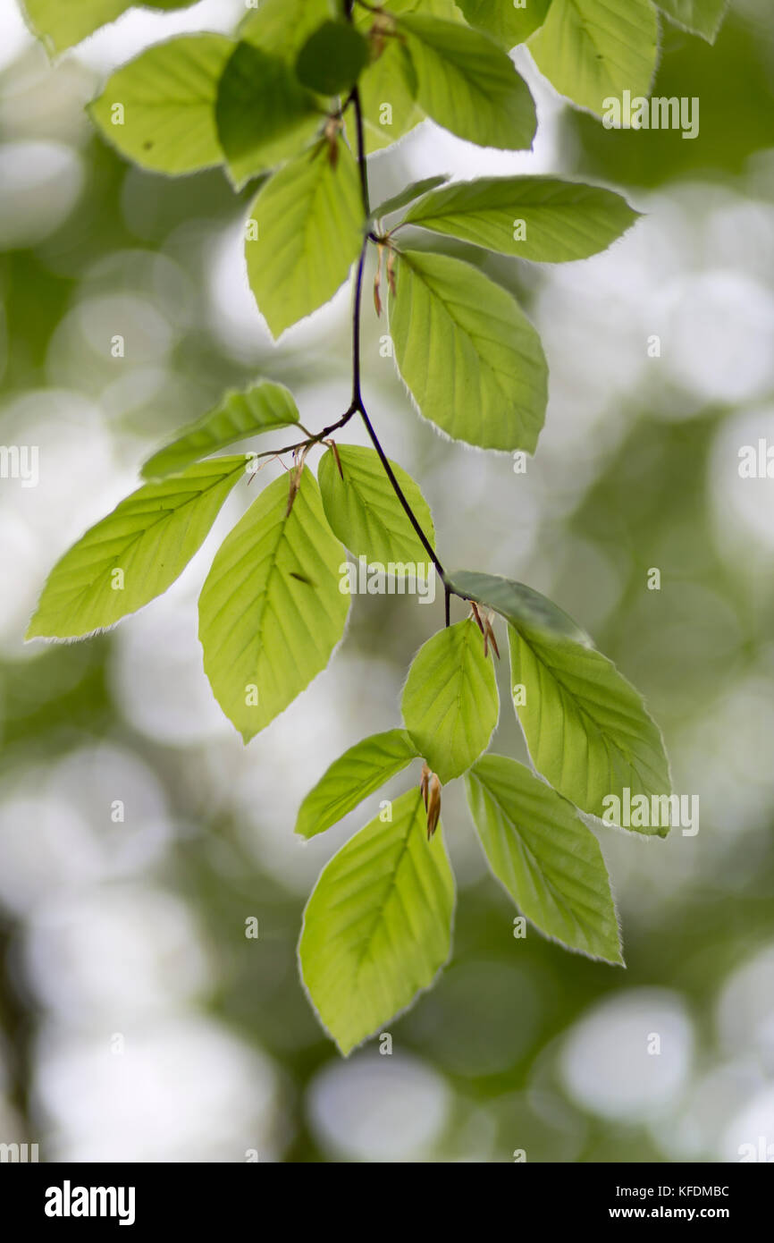 Spring Beach Leaves Stock Photo - Alamy