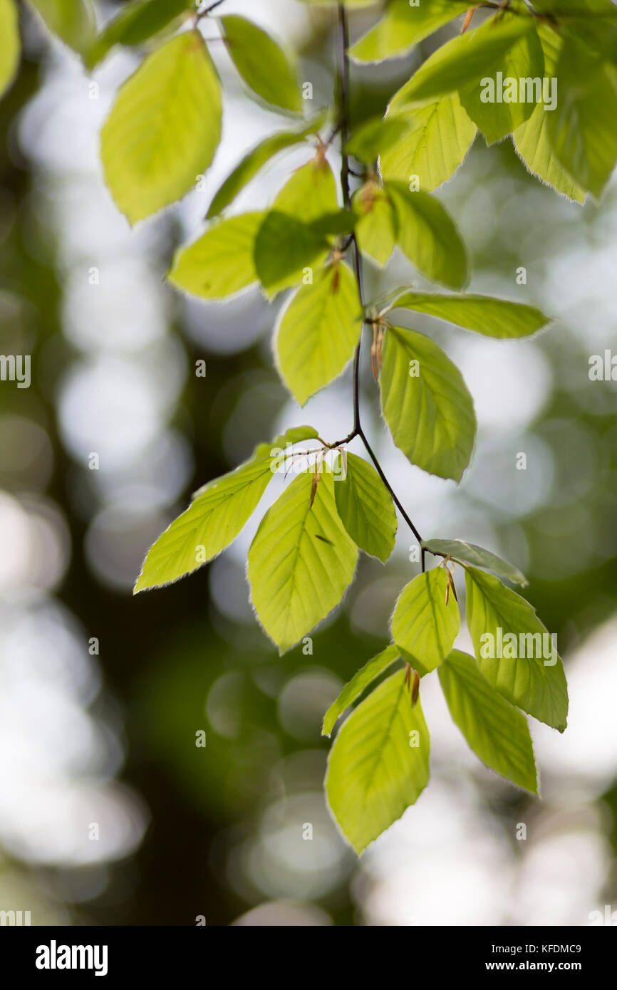Spring Beach Leaves Stock Photo - Alamy