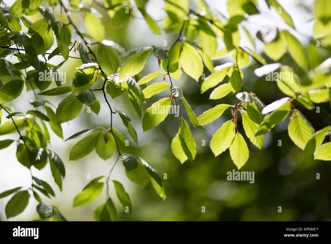 Spring Beach Leaves Stock Photo - Alamy
