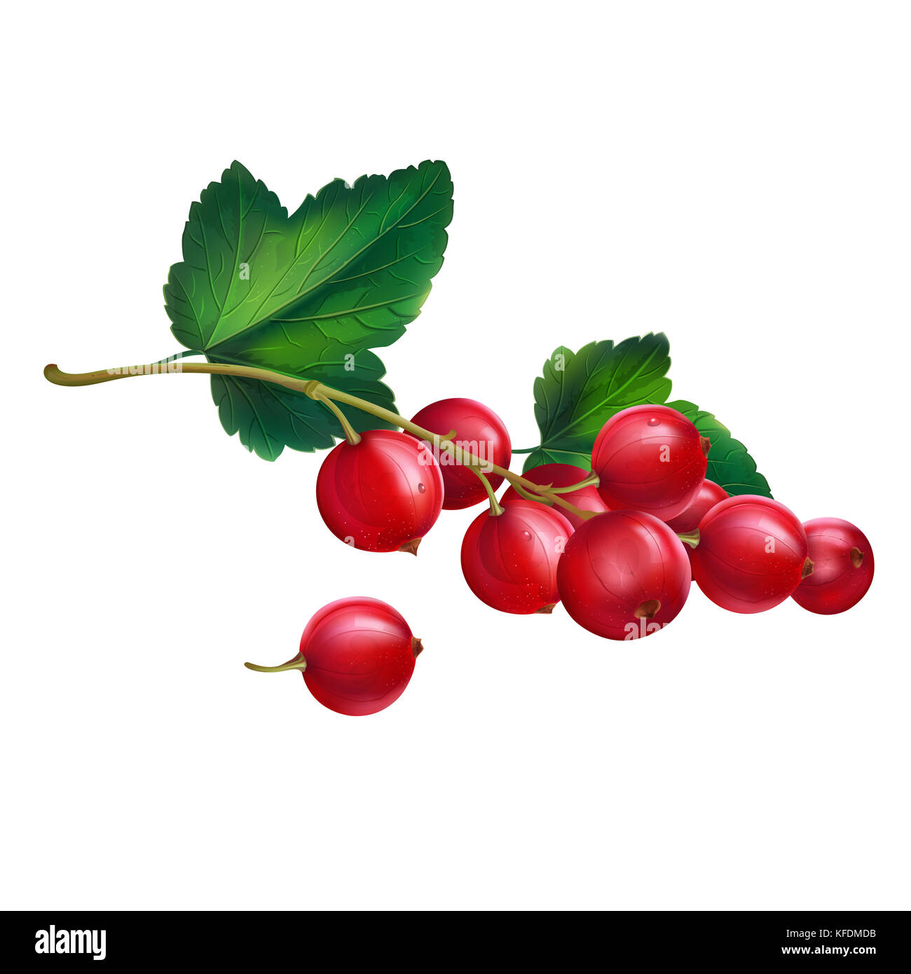 Red currant clipart hi-res stock photography and images - Alamy