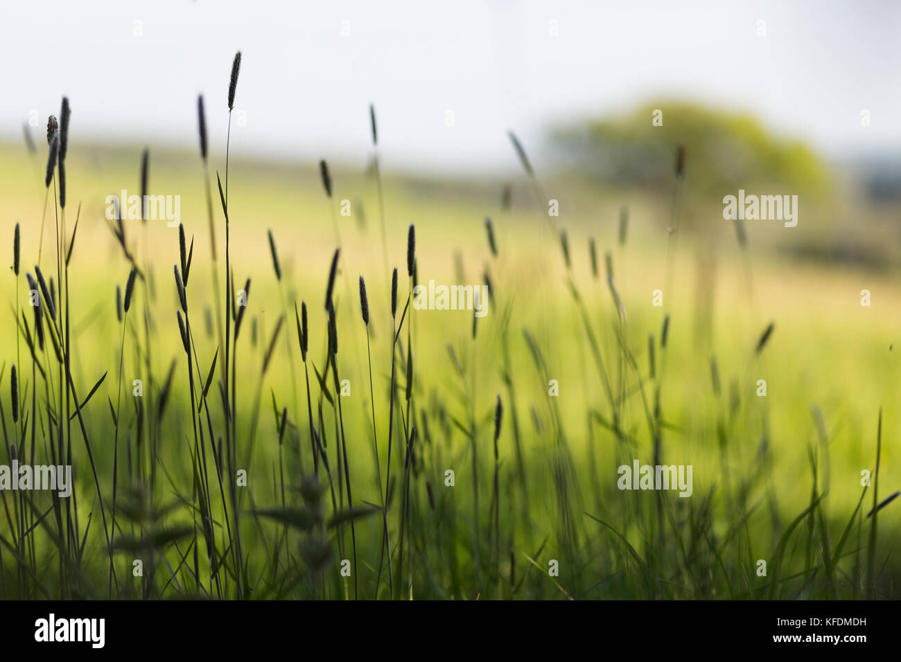 Set aside field hi-res stock photography and images - Alamy