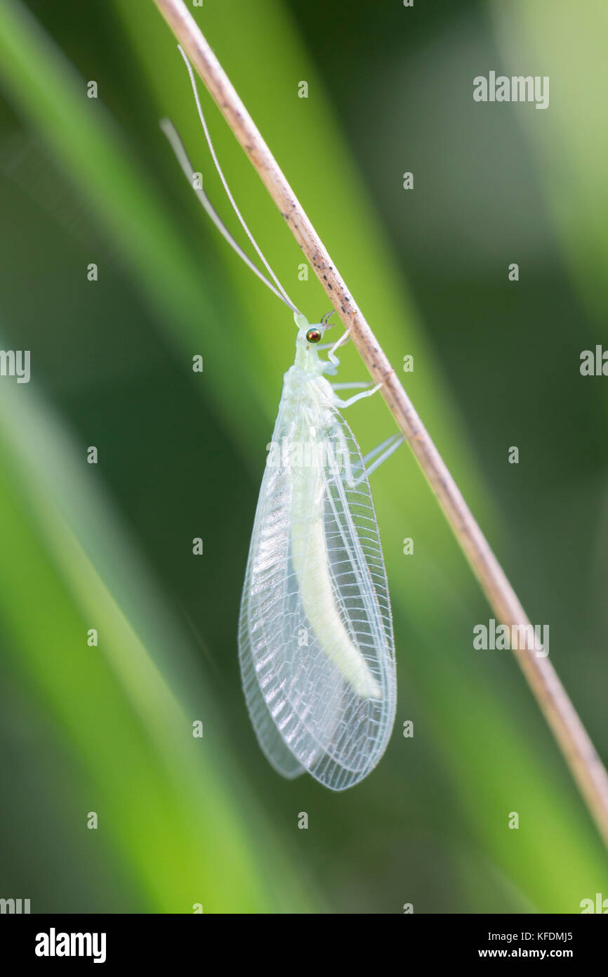 Lacewing - Family Chrysopidae Stock Photo - Alamy