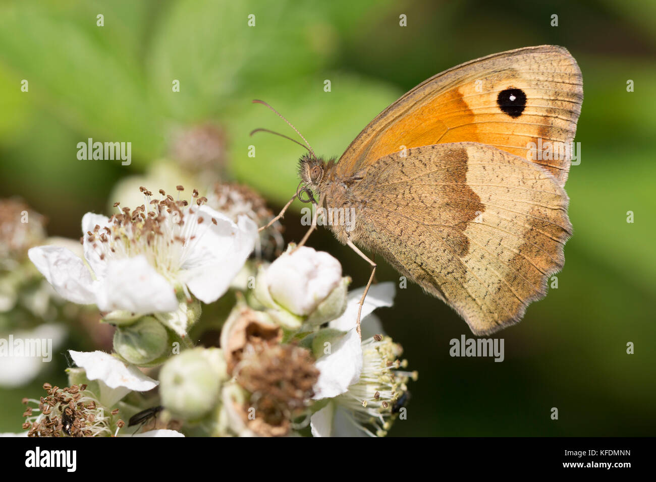 Gatekeeper Butterfly - Pyronia tithonus Stock Photo - Alamy