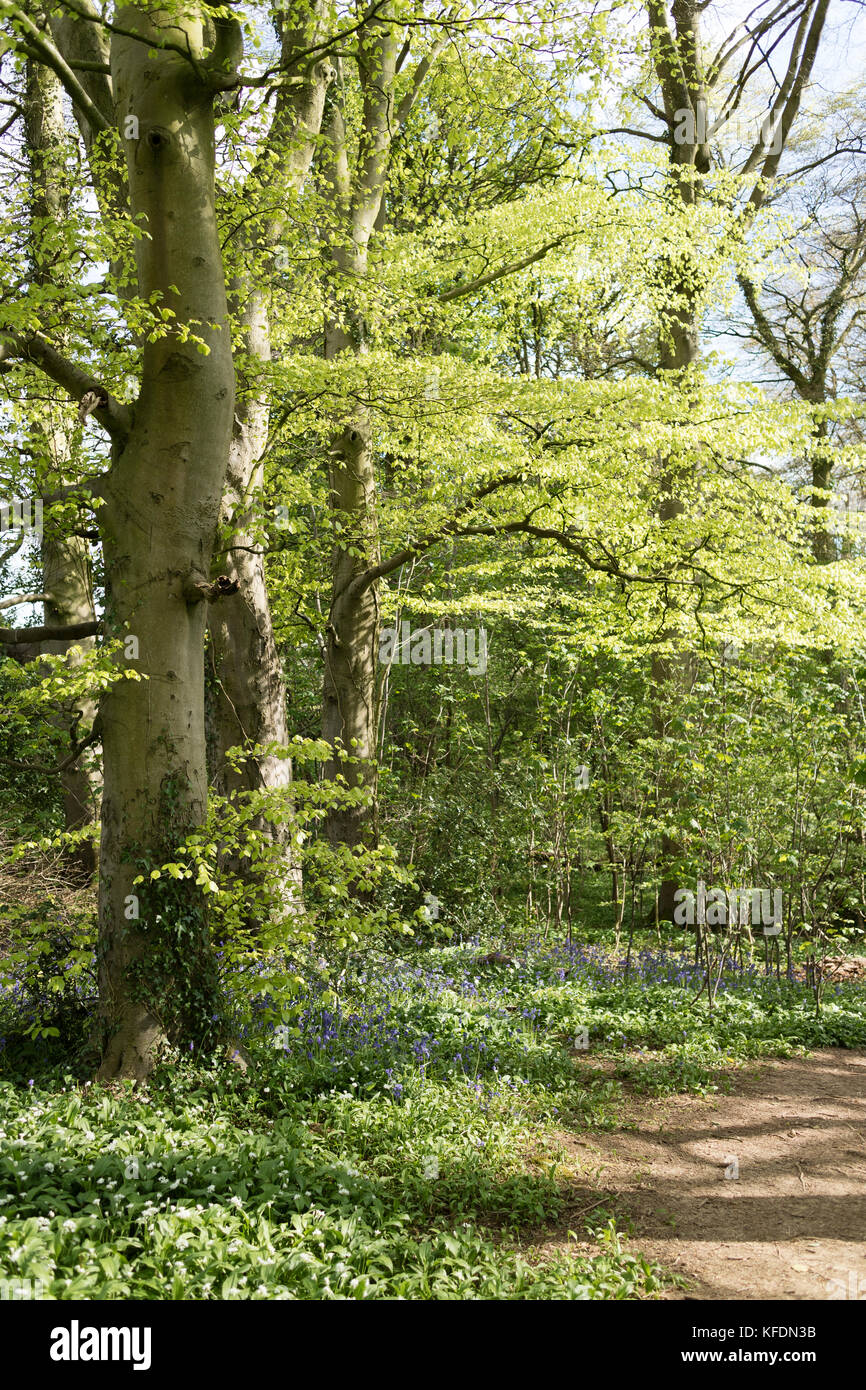 Deciduous tree spring hi-res stock photography and images - Alamy