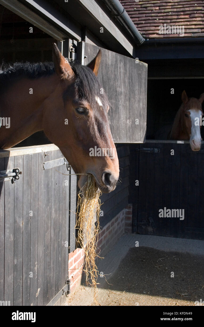 Inside horse stable hi-res stock photography and images - Alamy