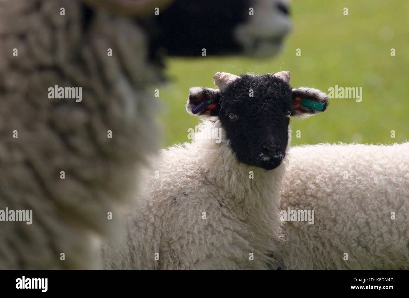 Swaledale sheep lamb hi-res stock photography and images - Alamy
