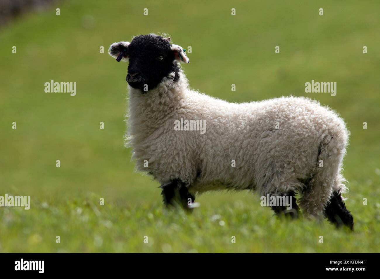 Swaledale lamb standing in field, Yorkshire Dales, England Stock Photo ...