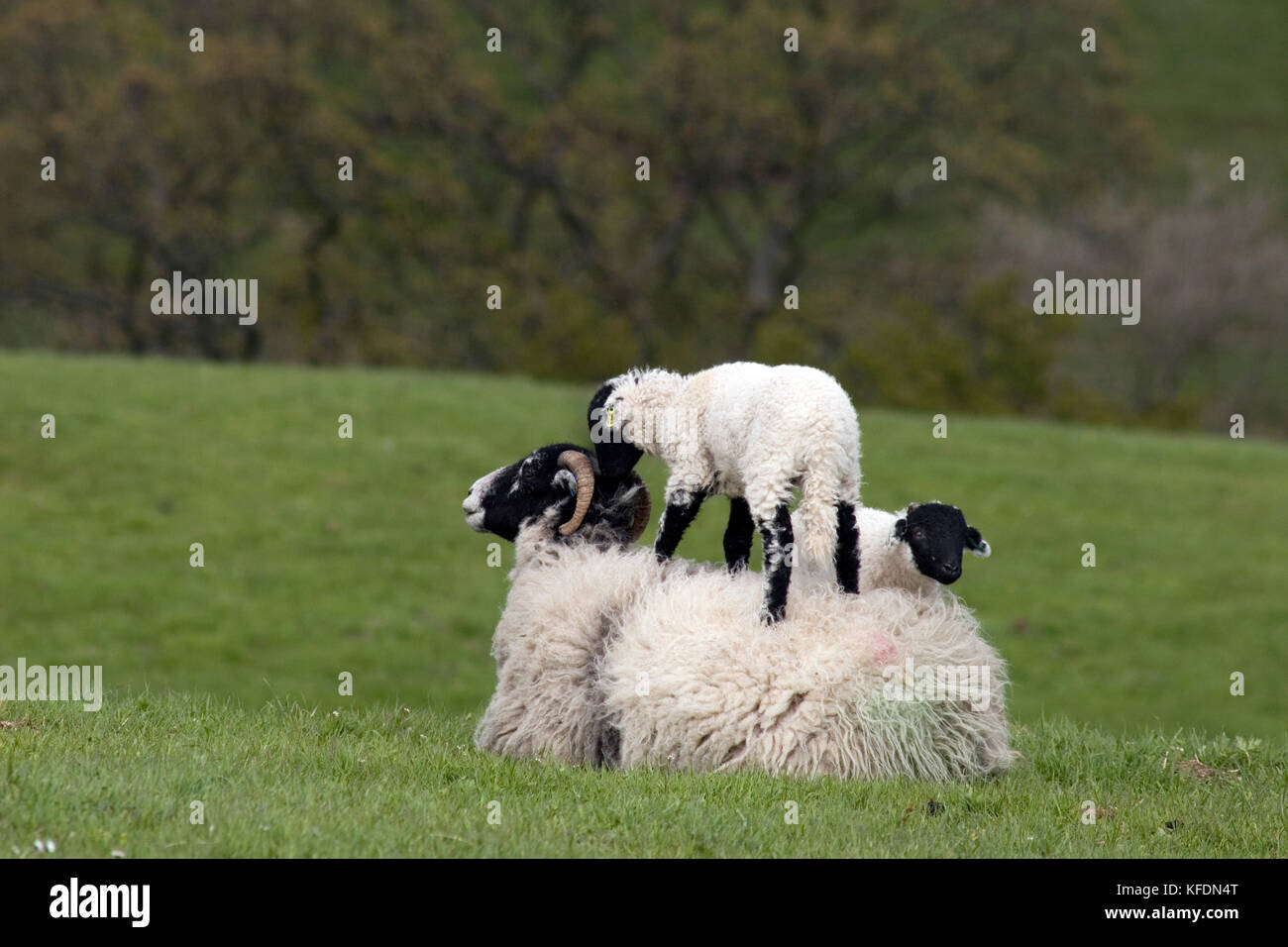 Swaledale lambs jumping on mother's back, Yorkshire Dales, England ...