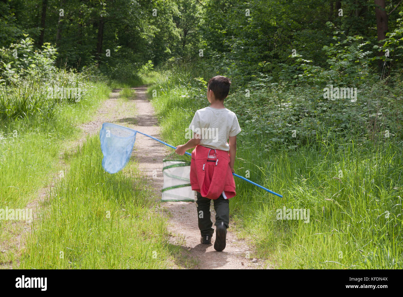 little boy with butterfly net in Botany Wood near Chiddingfold, West ...