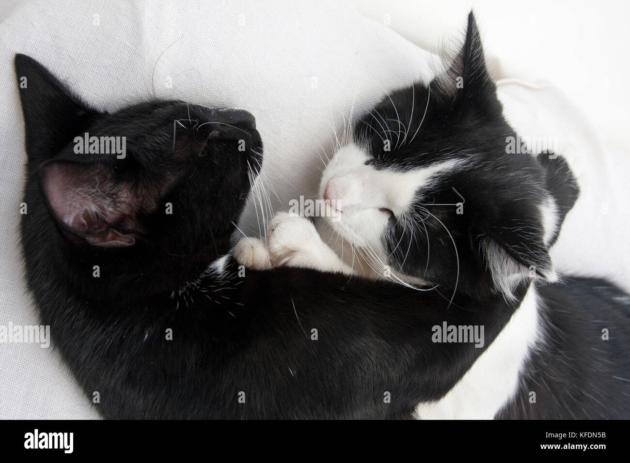 Cats cuddling up asleep hi-res stock photography and images - Alamy