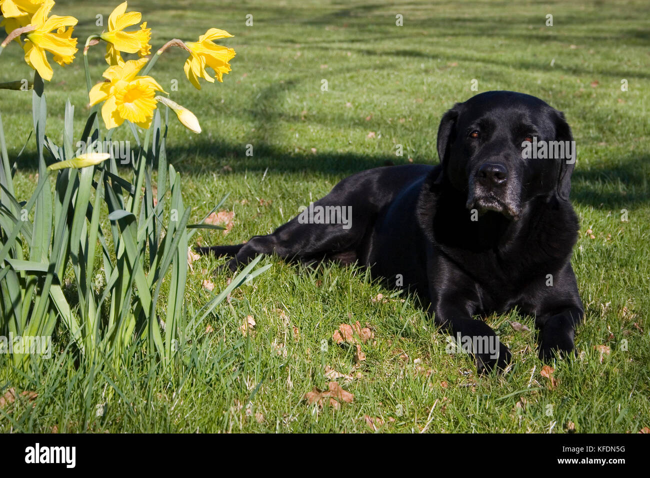 elderly black labrador lying on lawn next to daffodils Stock Photo - Alamy