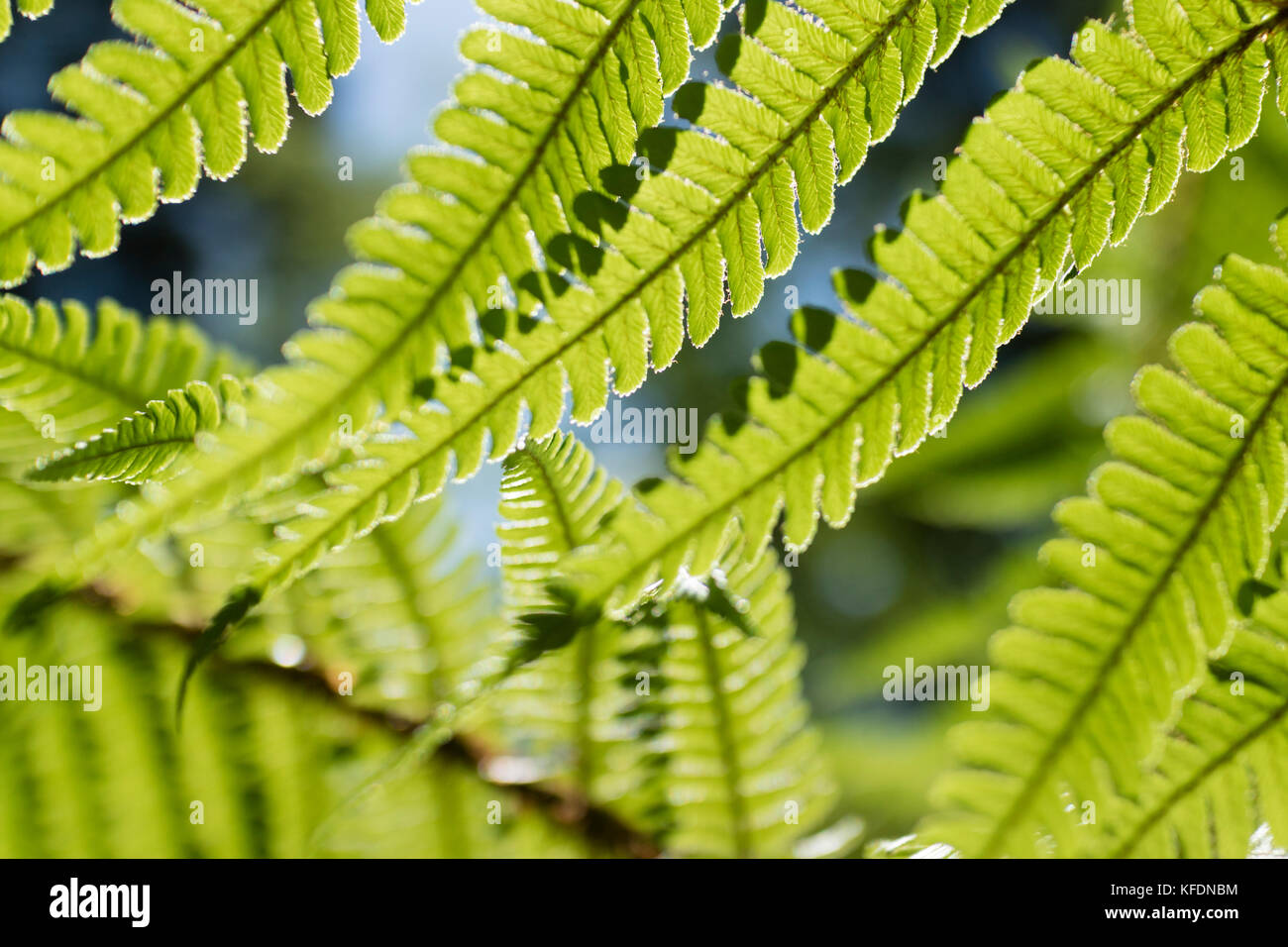 Fertile frond hi-res stock photography and images - Alamy