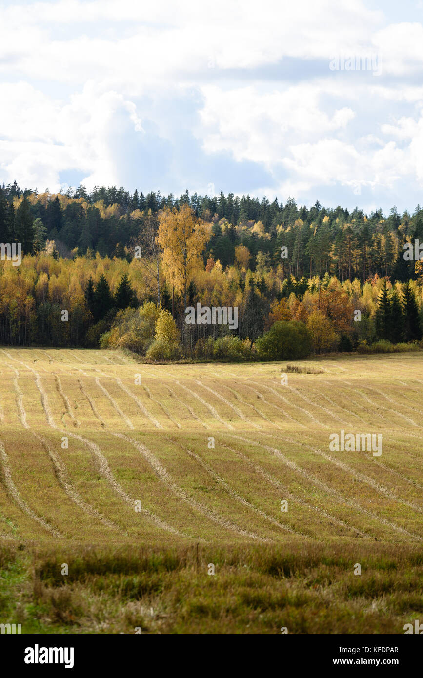 countryside fields in autumn with lonely gold colored trees and cloudy ...