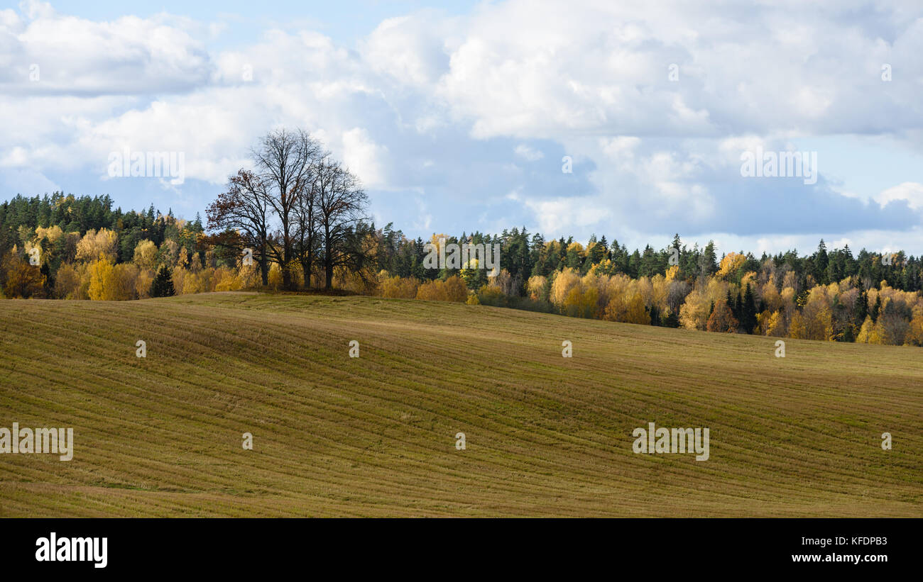 countryside fields in autumn with lonely gold colored trees and cloudy ...