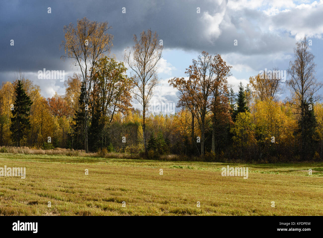 countryside fields in autumn with lonely gold colored trees and cloudy ...
