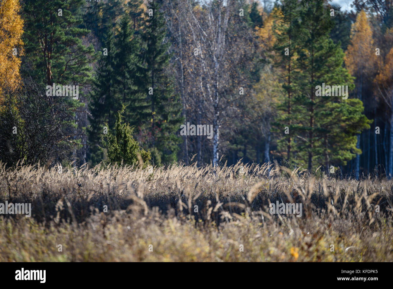 autumn gold colored trees in the park. sunny fall day with sun rays and ...