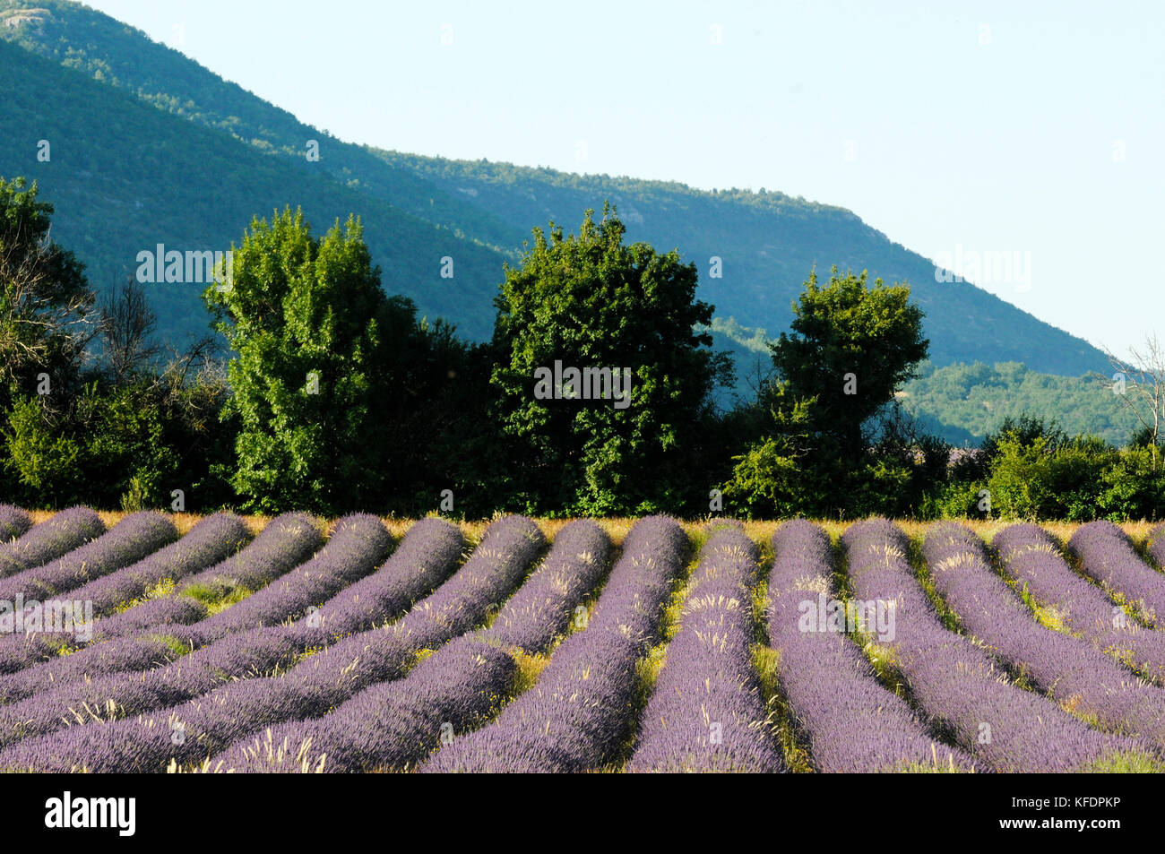 Sault, Provence, France Stock Photo - Alamy