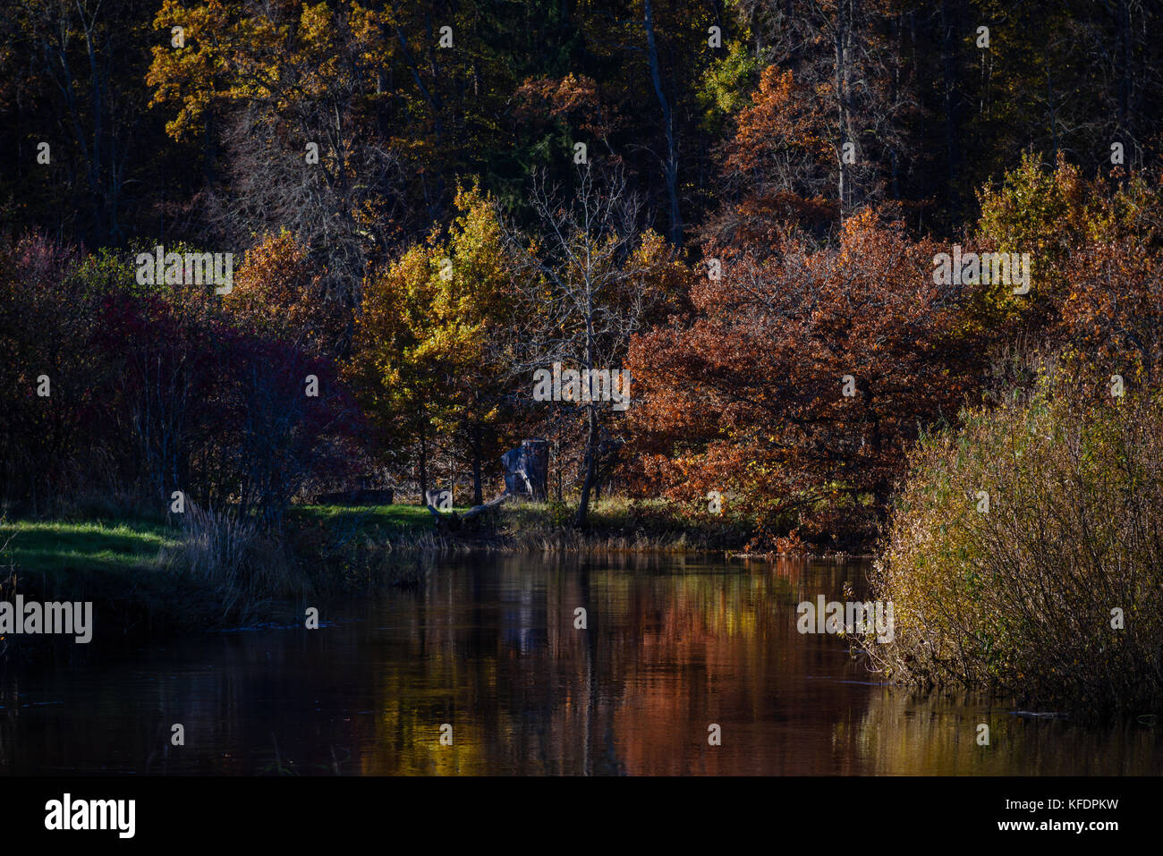 autumn gold colored trees in the park. sunny fall day with sun rays and ...