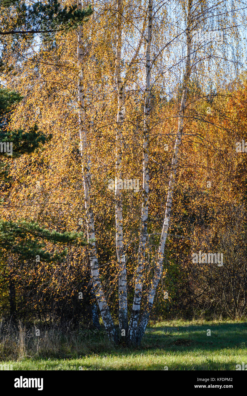autumn gold colored trees in the park. sunny fall day with sun rays and ...