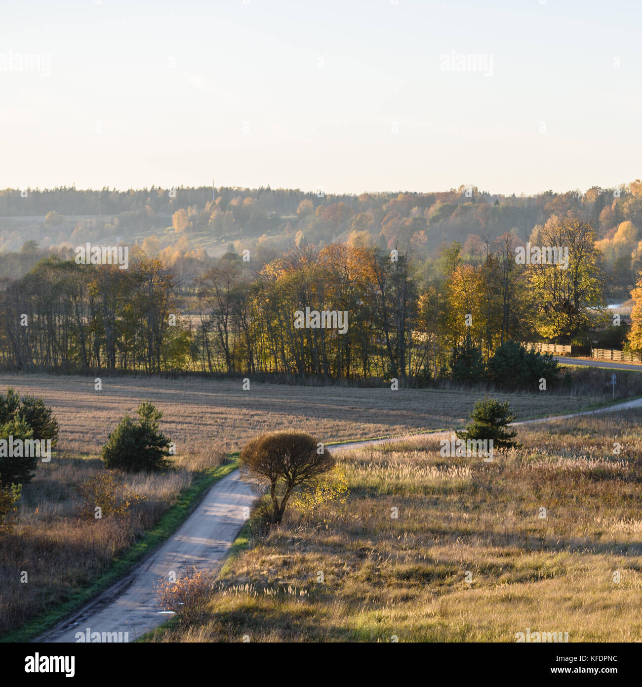 countryside fields in autumn with lonely gold colored trees and cloudy ...