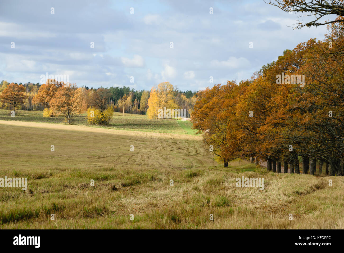 countryside fields in autumn with lonely gold colored trees and cloudy ...