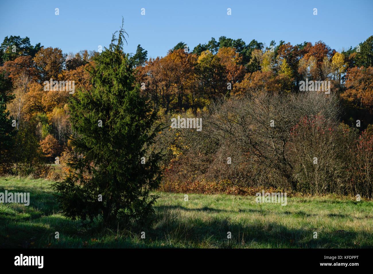 autumn gold colored trees in the park. sunny fall day with sun rays and ...