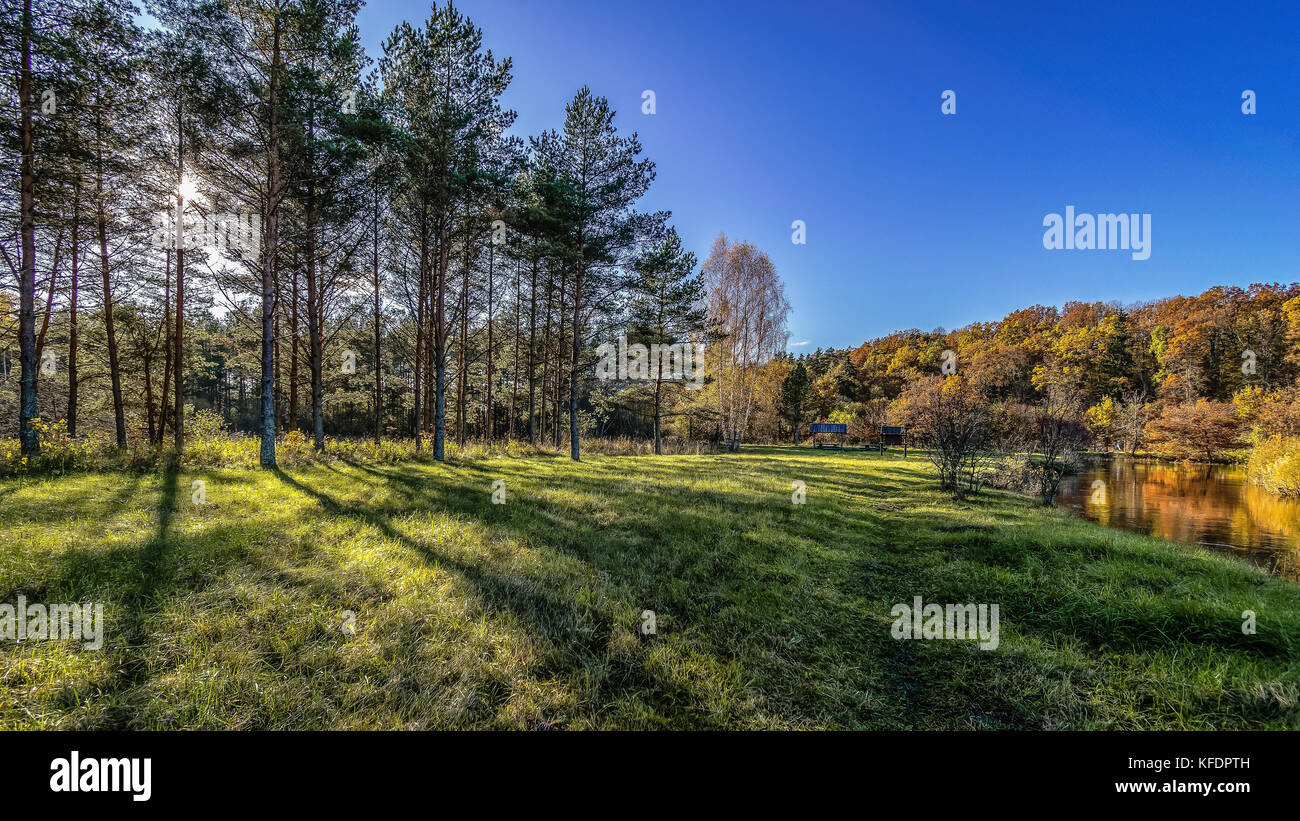 autumn gold colored trees in the park. sunny fall day with sun rays and ...