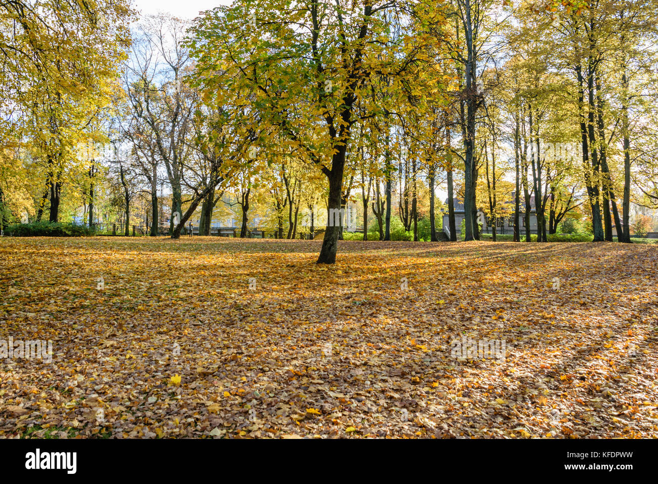 autumn gold colored trees in the park. sunny fall day with sun rays and ...