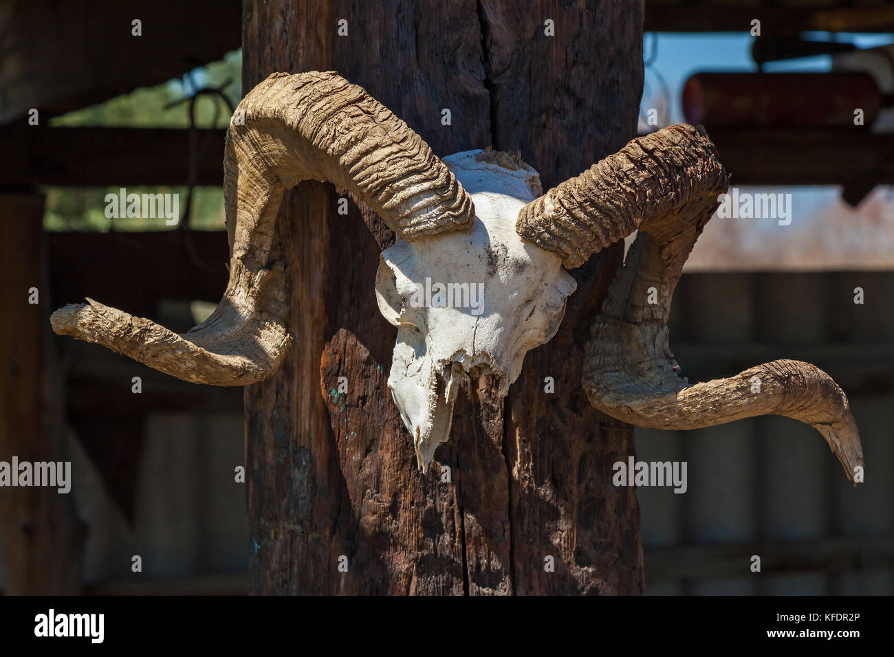 goat skull hang on tree trunk. tribal scene, black magic or voodoo idea ...