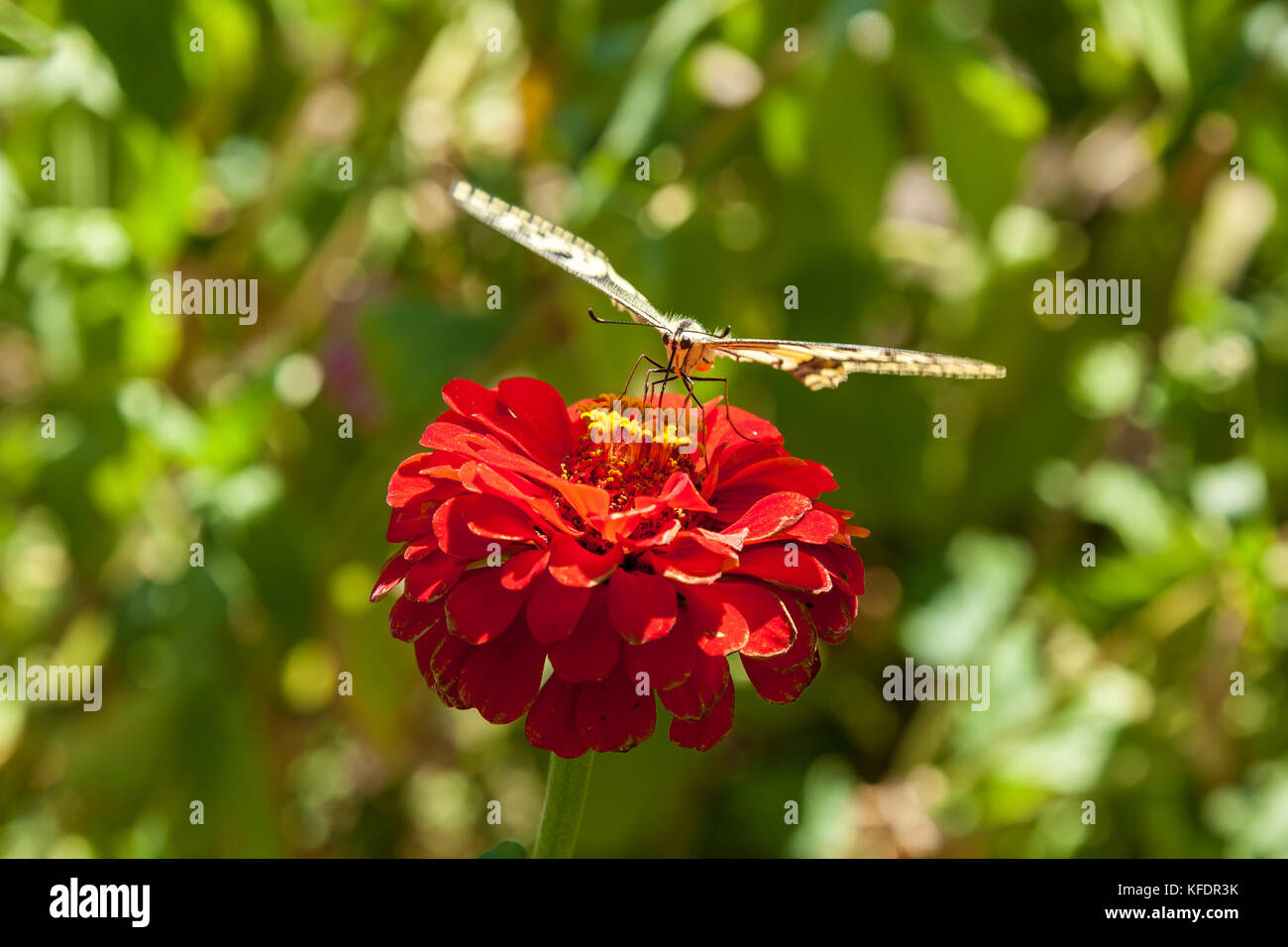 beautiful butterfly on red flower, butterfly on a flower Stock Photo ...