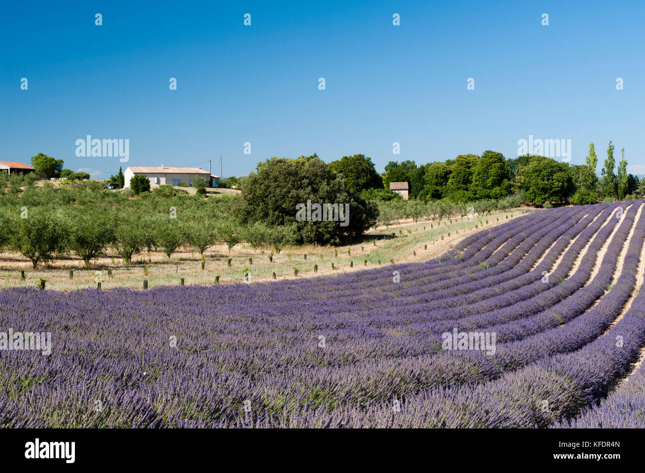 Valensole, Provence, France Stock Photo - Alamy